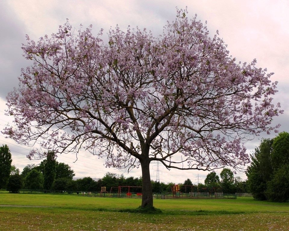 Mitcham is home to Merton’s favourite tree | Mitcham Cricket Green ...